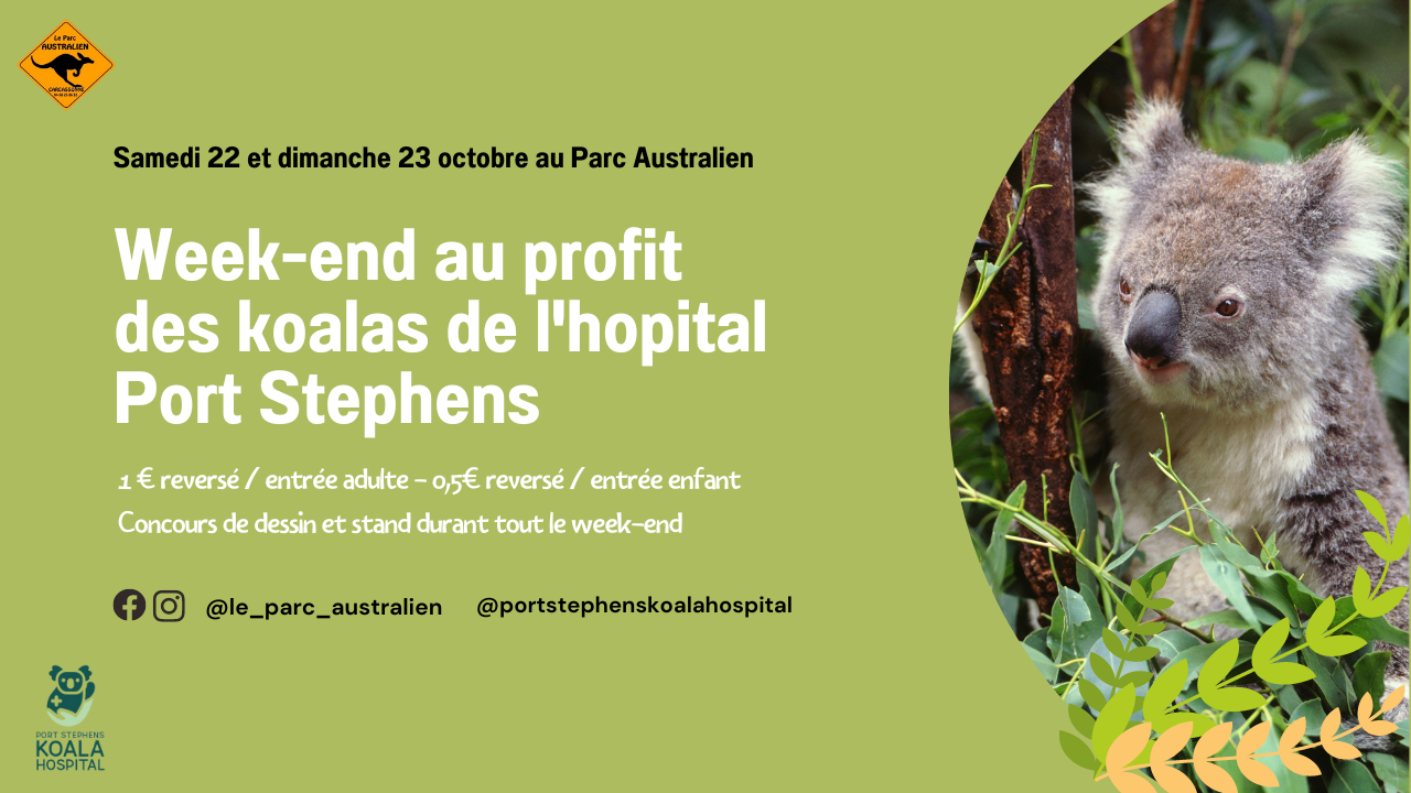 Weekend en faveur des koalas au Parc australien | Kidiklik
