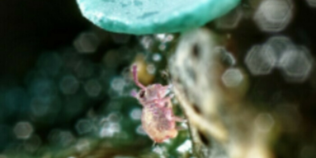 Expo photo : Mystérieuses créatures du sol au Museum de Toulouse | Kidiklik