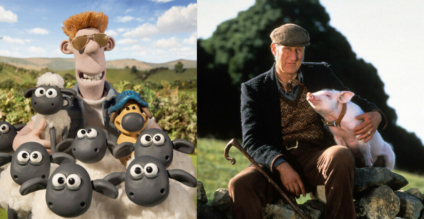 Ciné-mailles : "Shaun le mouton" et "Babe le cochon devenu berger" au ...